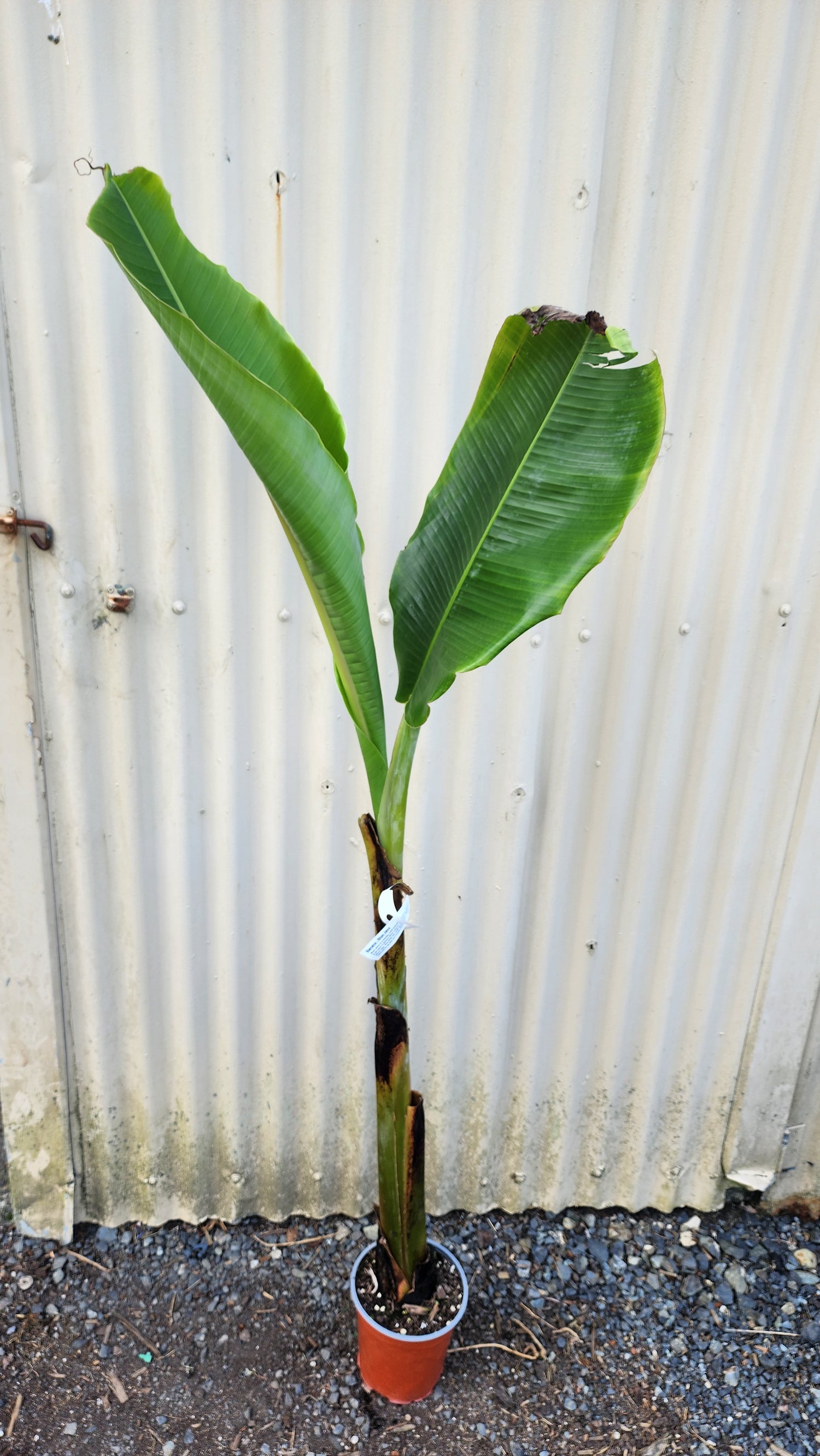 Banana - Blue Java (cold-tolerant) – flyingdragonnursery