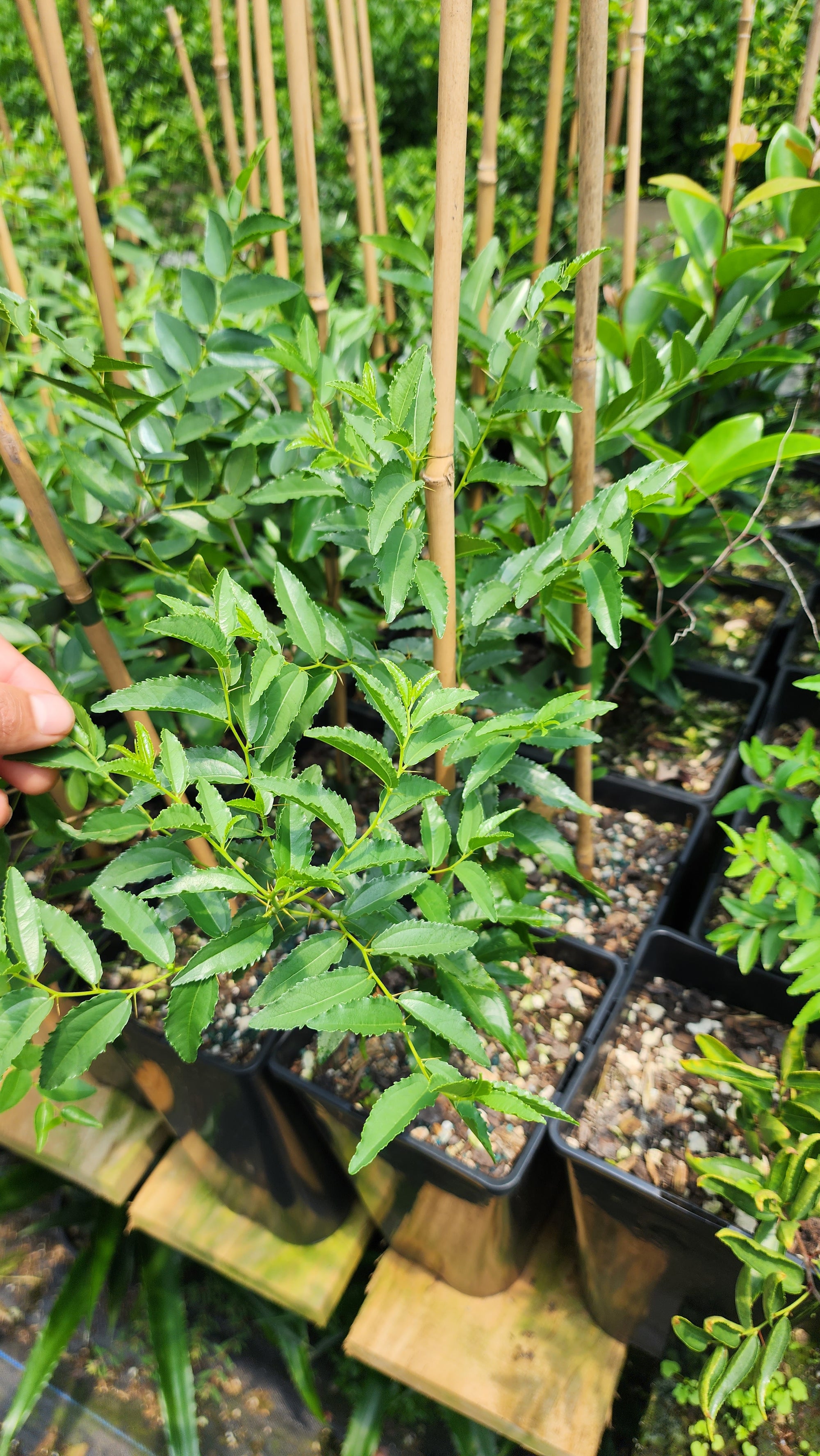 Chinese Jujube – flyingdragonnursery