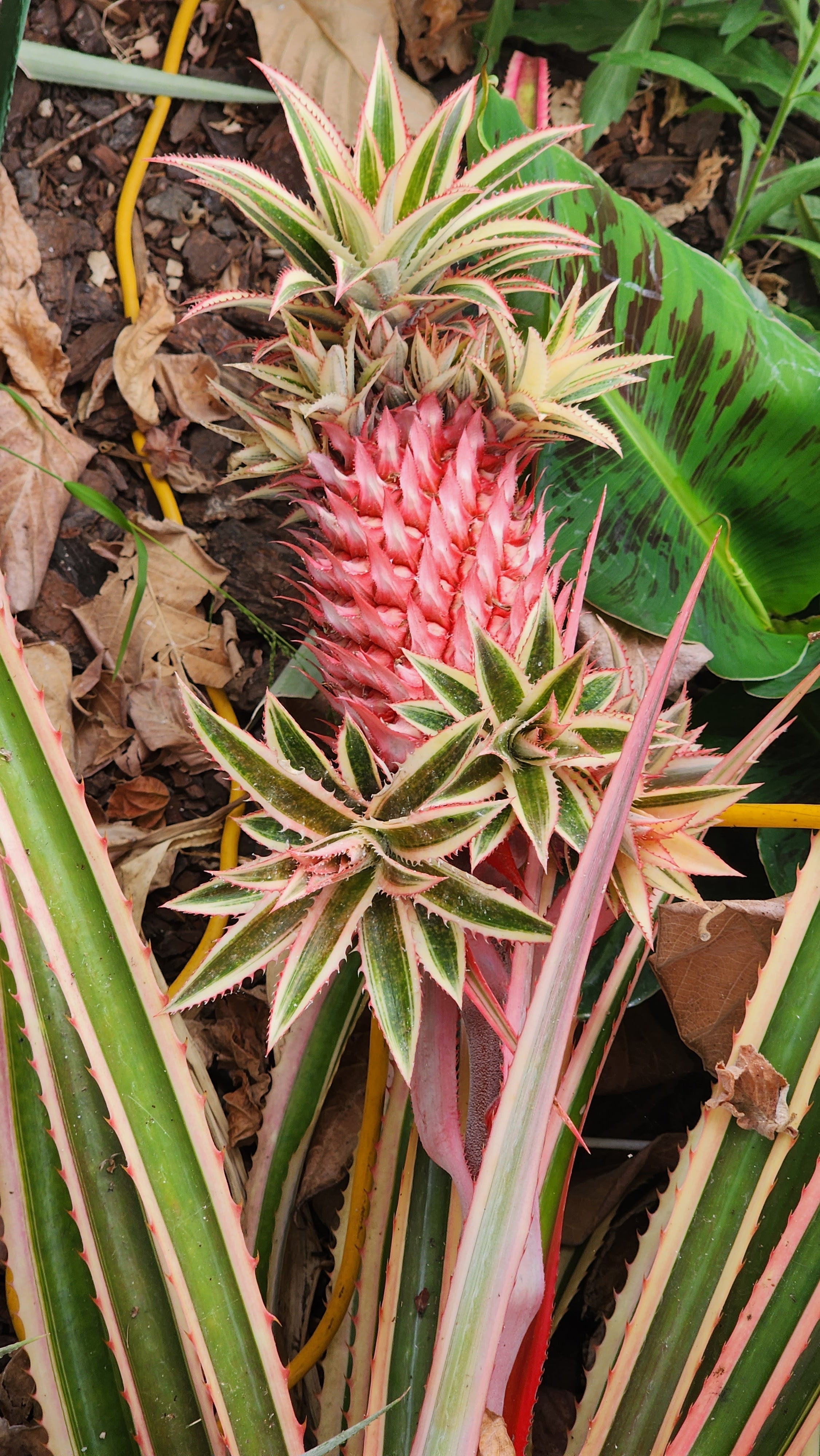 Pineapple - Variegated – flyingdragonnursery