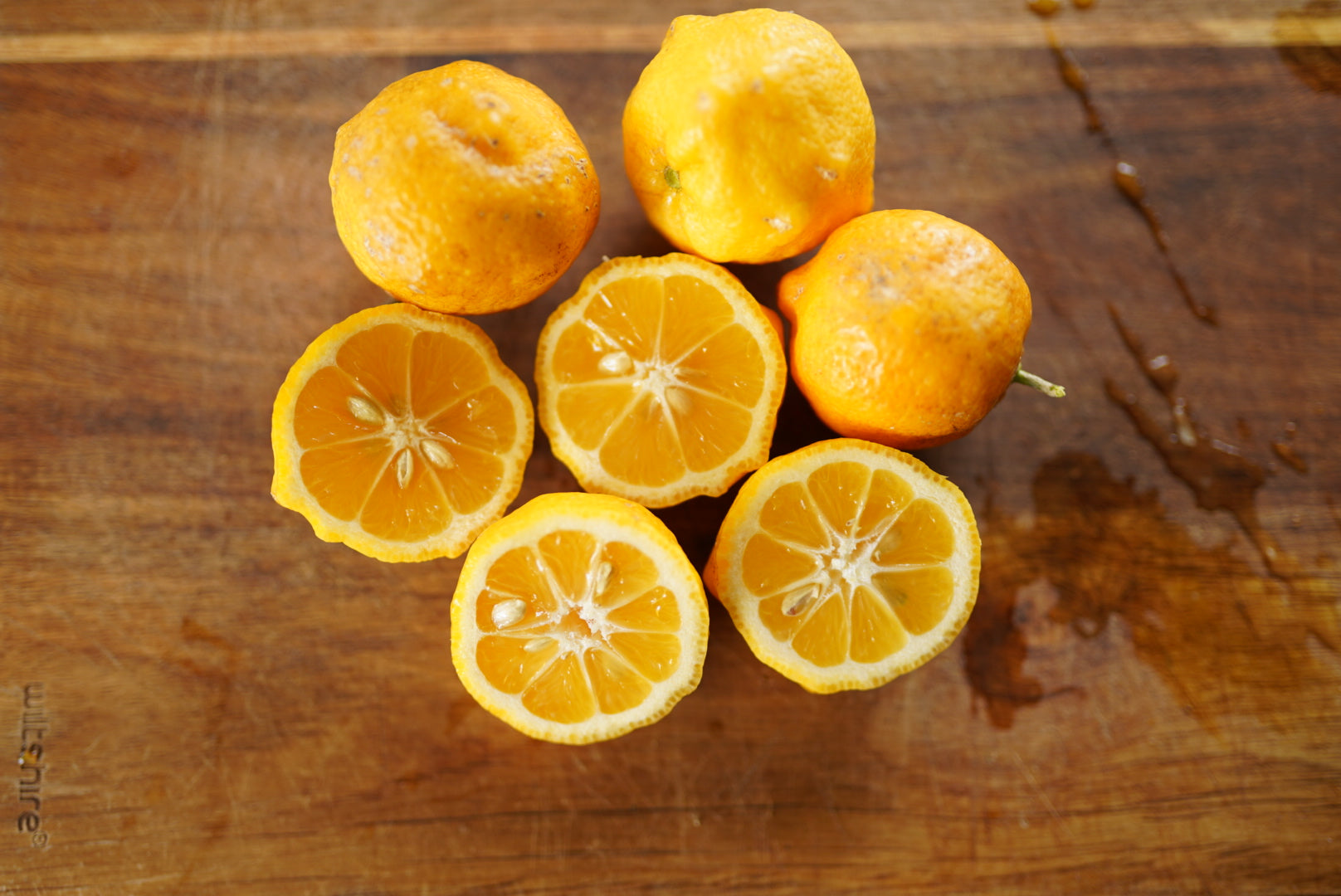 Lime - Kusaie – flyingdragonnursery