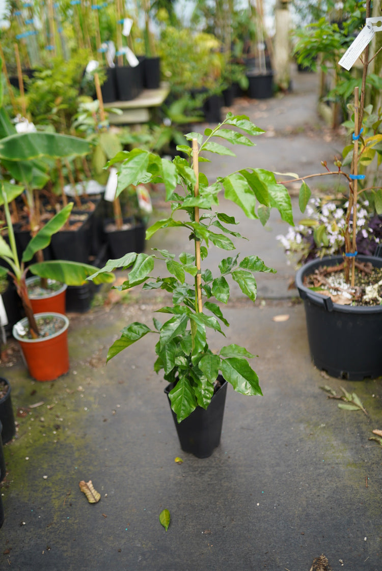 Wampee Tree (Clausena lansium) – flyingdragonnursery