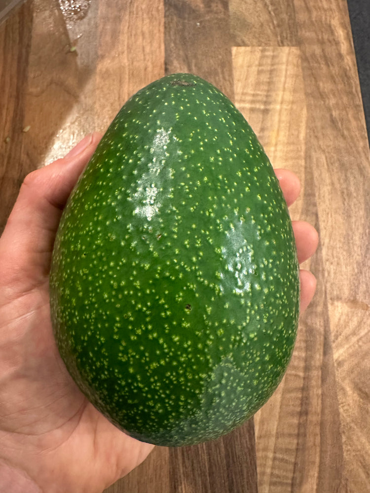 Avocado - Zutano - Cold hardy - Winter/spring ripening ...