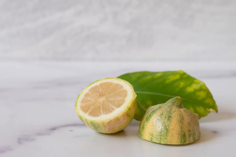 Lemon - Eureka Variegata – flyingdragonnursery