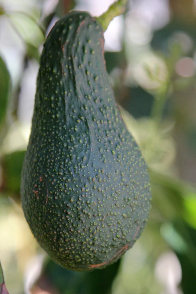 Avocado - Pinkerton Semi Dwarf – flyingdragonnursery
