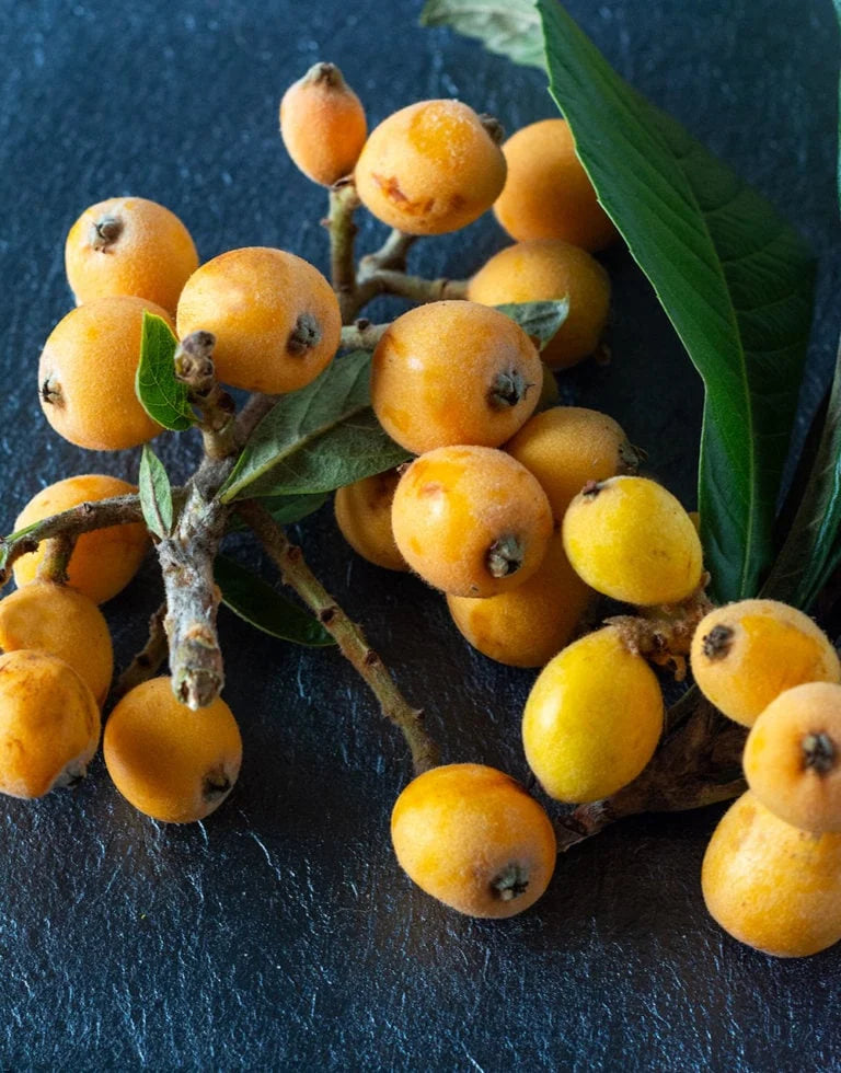 Loquat - Mogi - Grafted – flyingdragonnursery