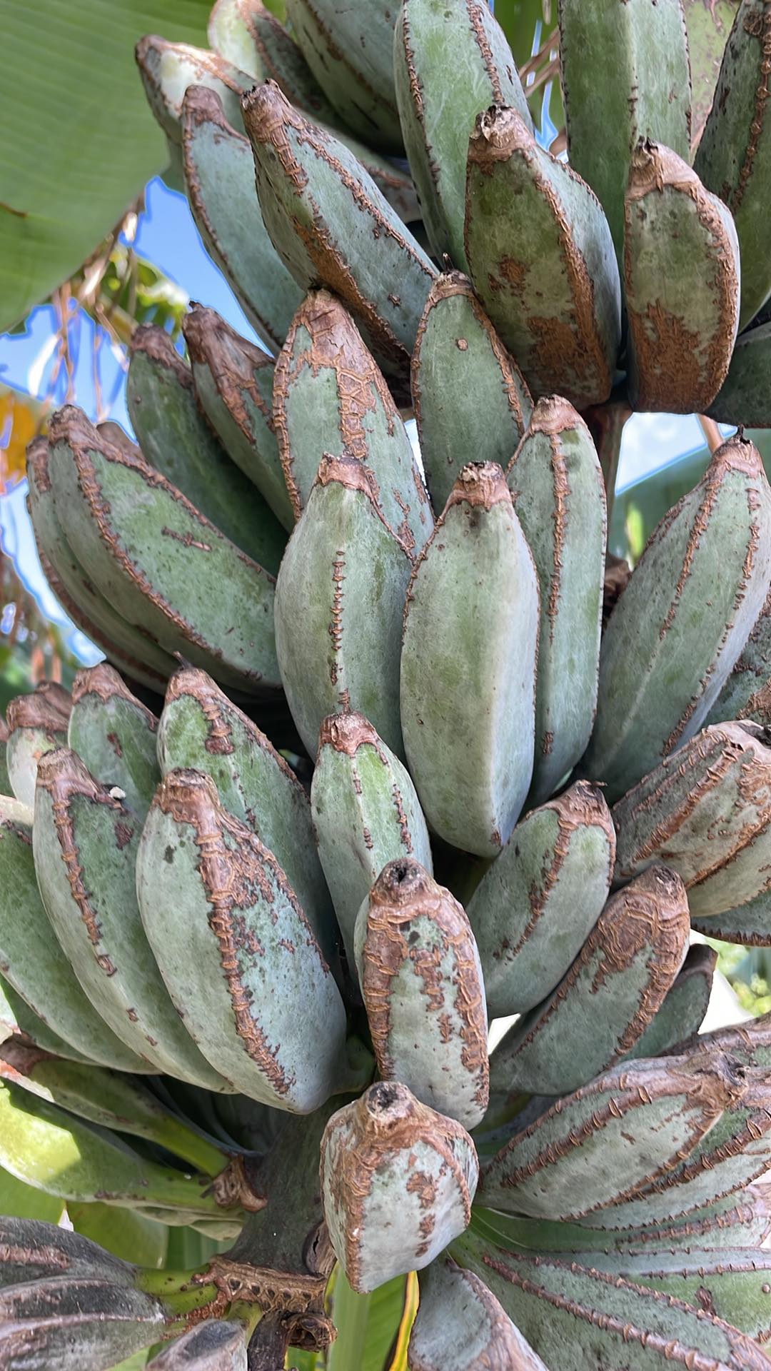 Banana - Blue Java (cold-tolerant) – flyingdragonnursery