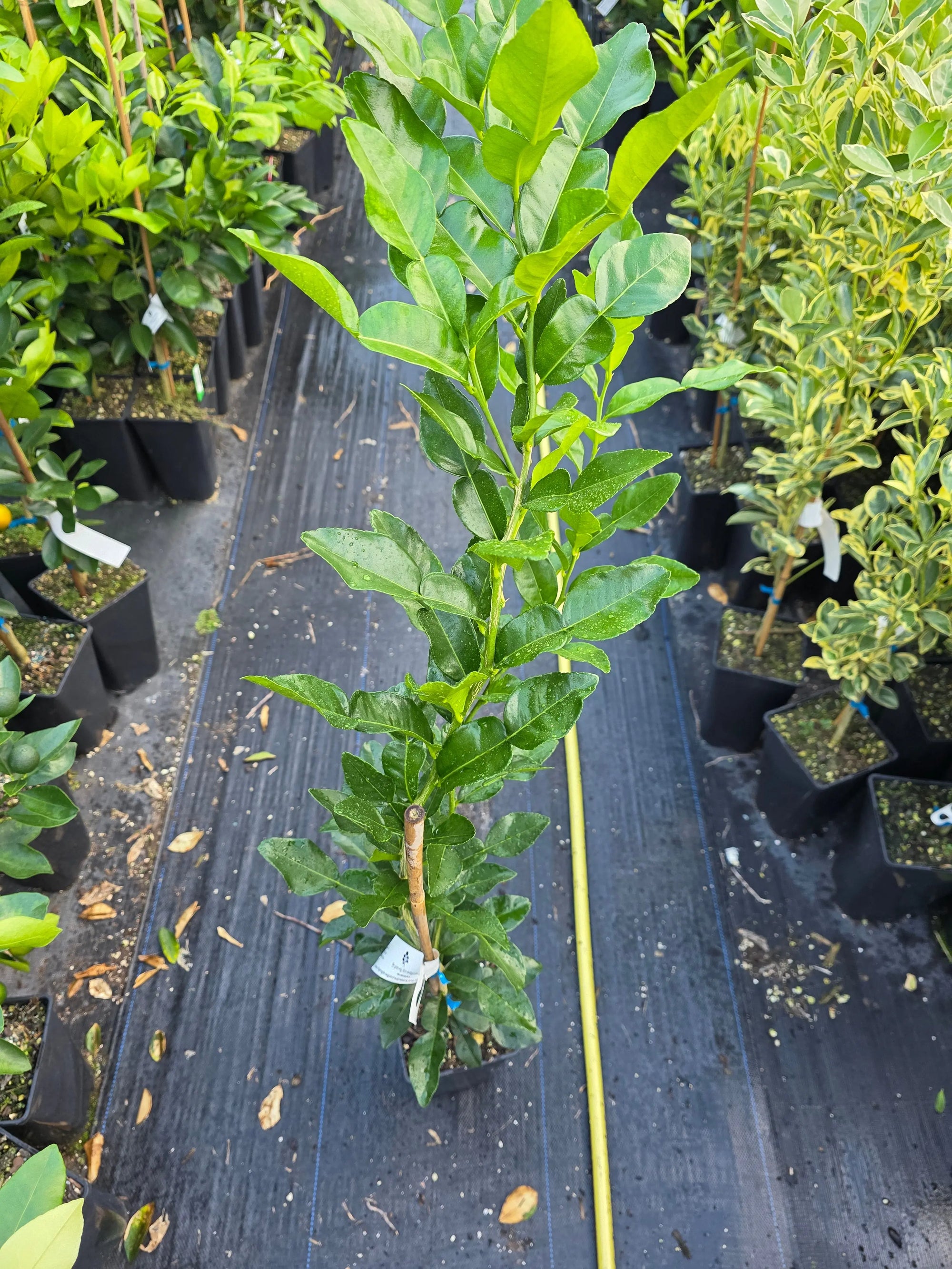 Lime - Kaffir – flyingdragonnursery