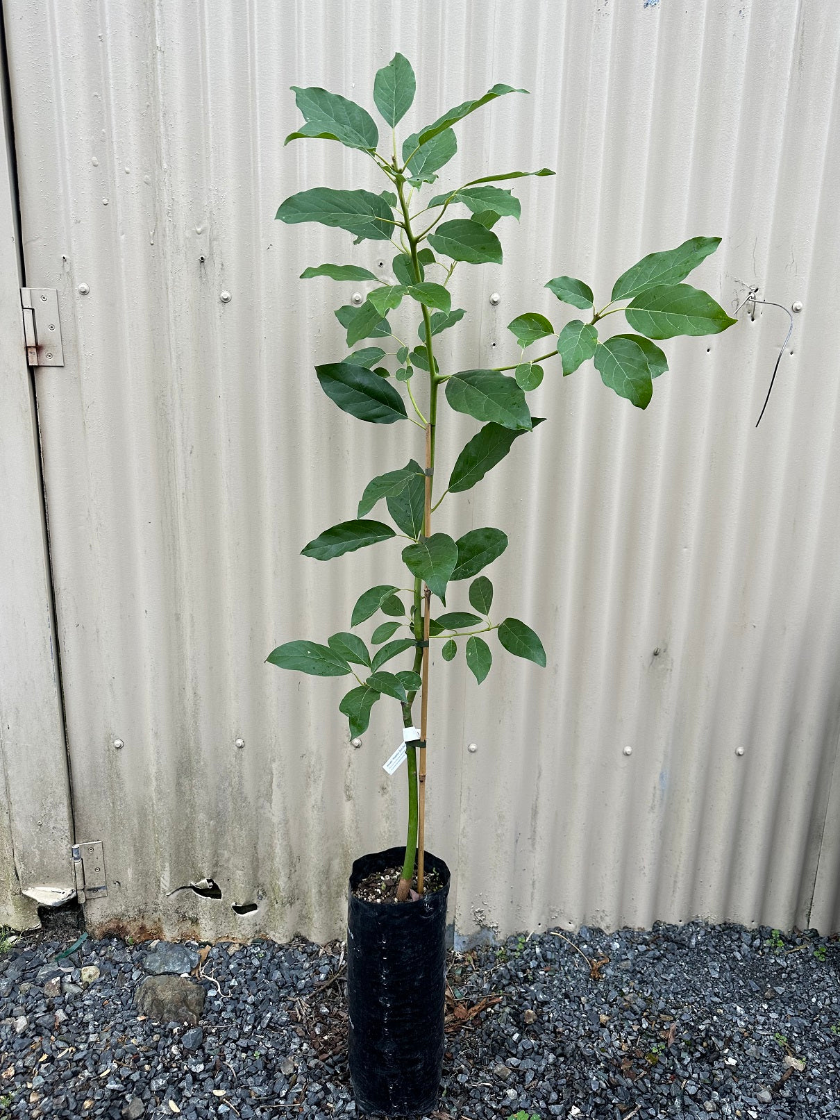 Avocado - Mexicola Grande - Cold hardy – flyingdragonnursery
