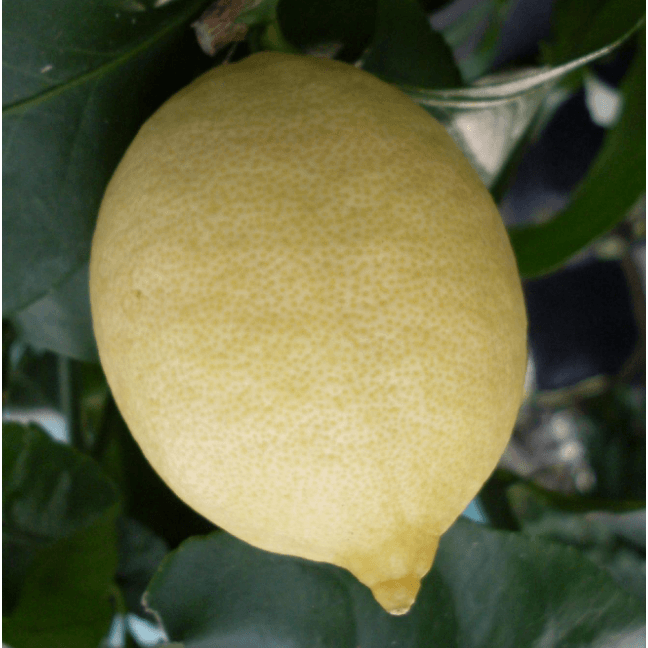 Buy Lemon Trees NZ | Meyer, Lisbon & Rare Varieties | Flying Dragon ...