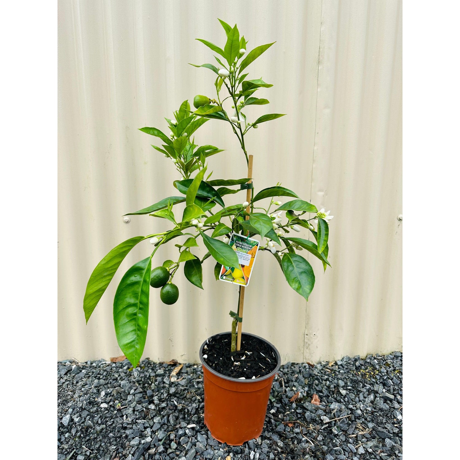 Blood Orange - Tarocco – flyingdragonnursery