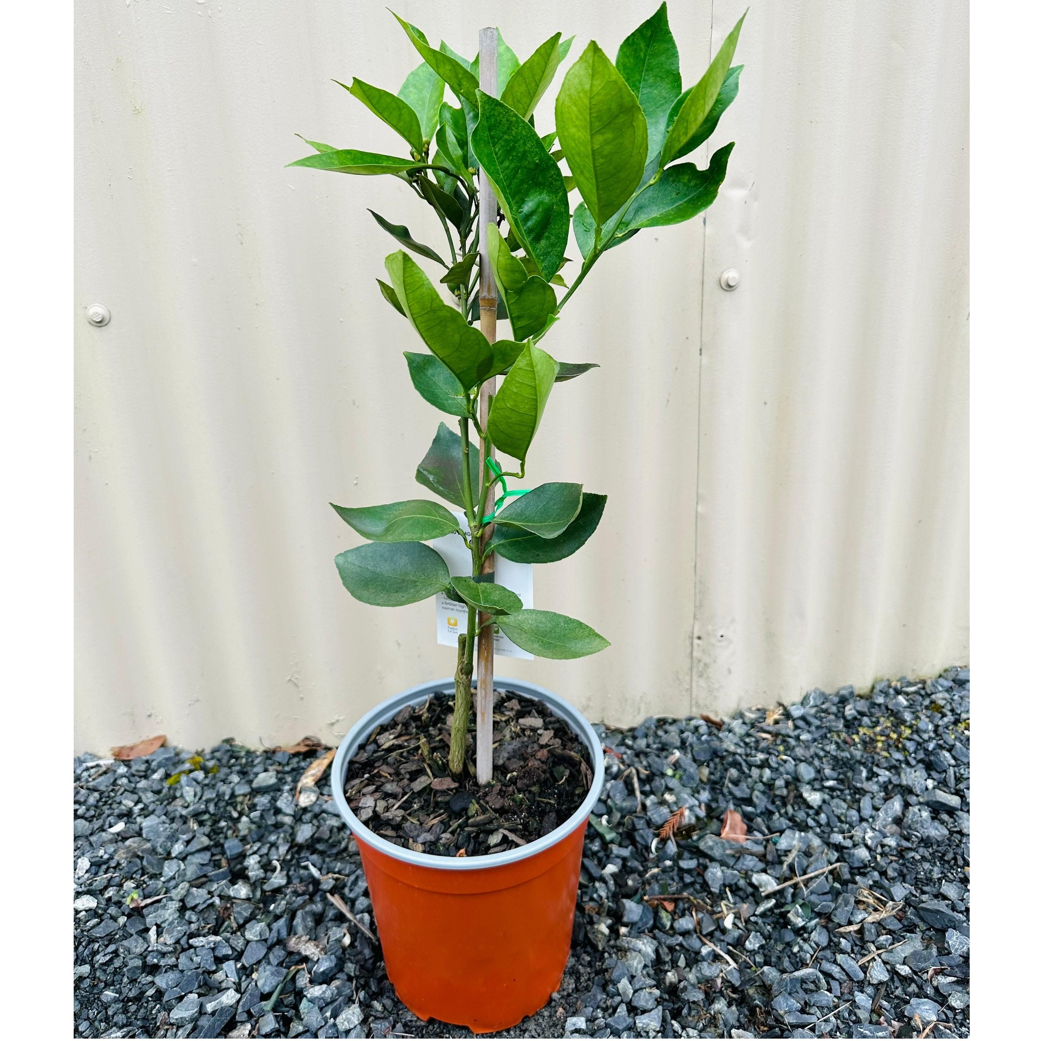 Mandarin - Encore - Summer ripening – flyingdragonnursery